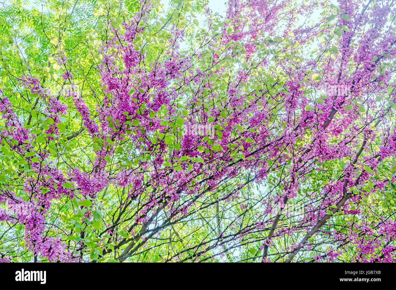 Mauve, purple Cercis siliquastrum tree flowers, commonly known as the ...