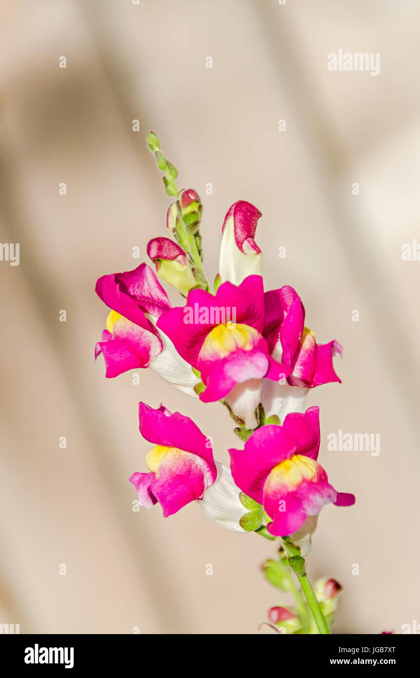 Red with yellow Antirrhinums, dragon flowers or snapdragons, close up ...