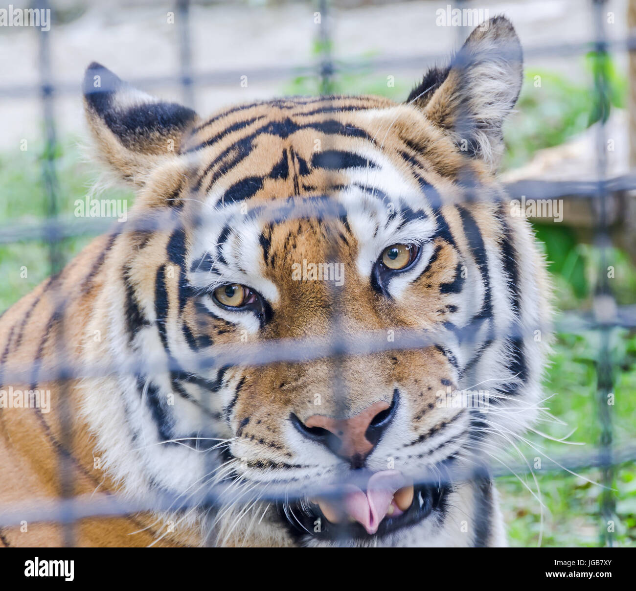 Brown tiger at the zoo garden, fence, sitting, close up Stock Photo - Alamy