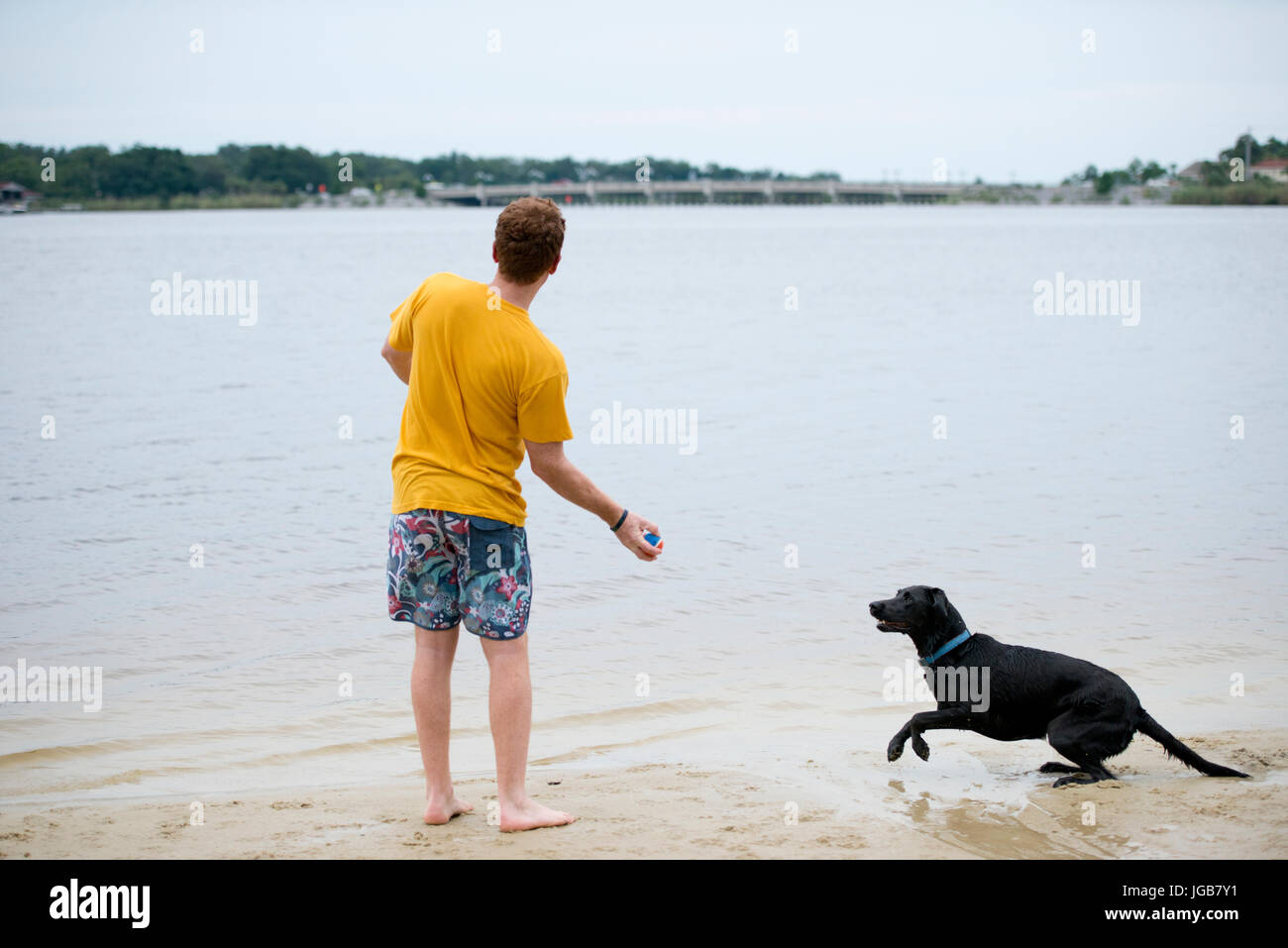 Black Labrador Dog waiting at the shoreline for her owner to throw a ...