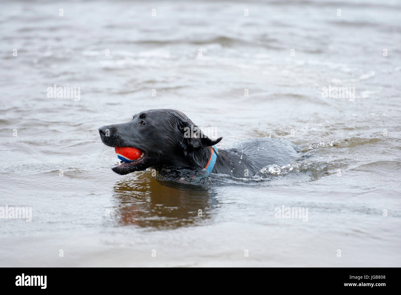 Black Labrador Dog swimming in the water with a tennis ball in her ...