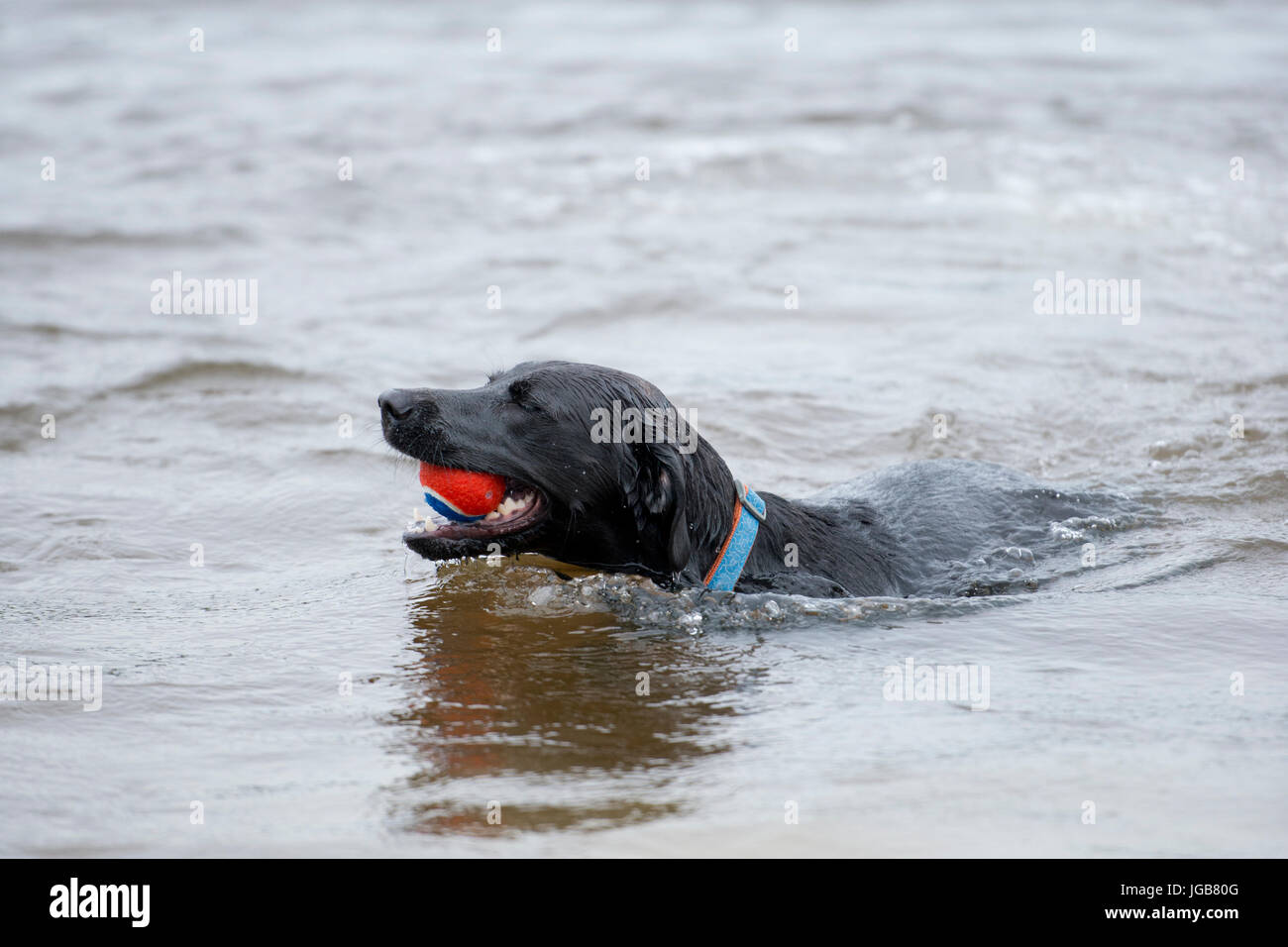 Black lab puppy playing with tennis ball hi-res stock photography and ...