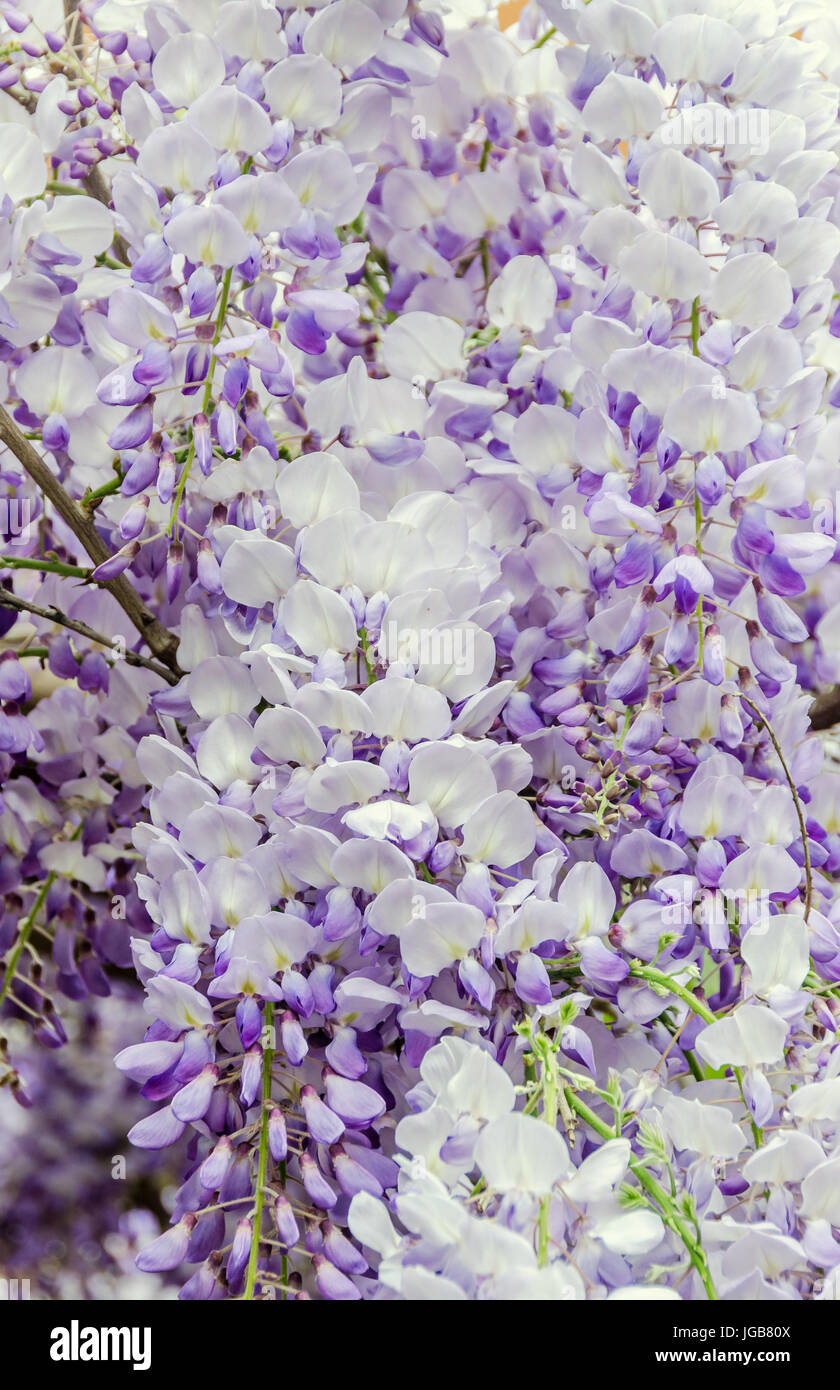 Mauve Wisteria sinensis (Chinese wisteria), Glicina tree flowers, close ...