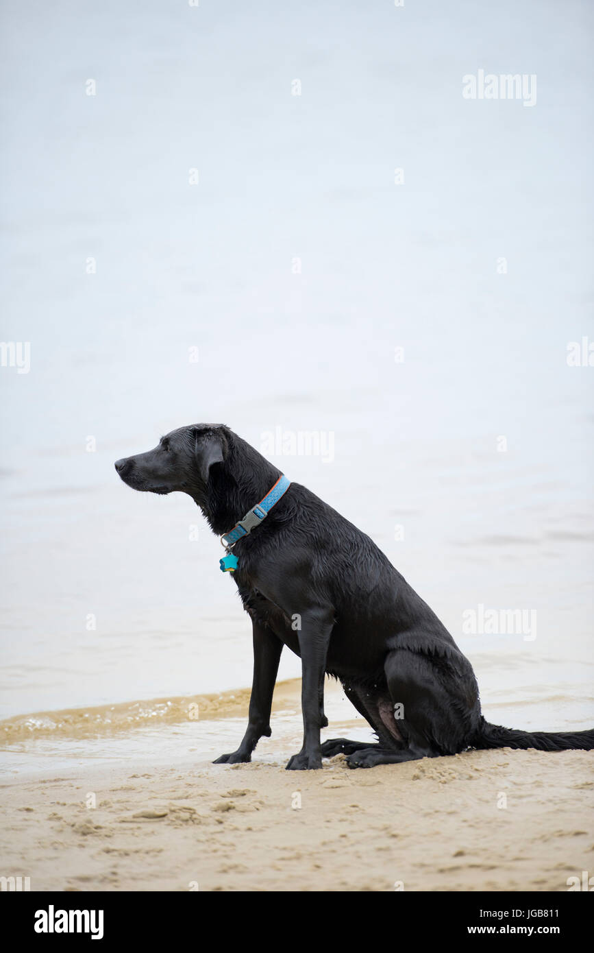 Black Labrador Dog sitting in the water Stock Photo - Alamy