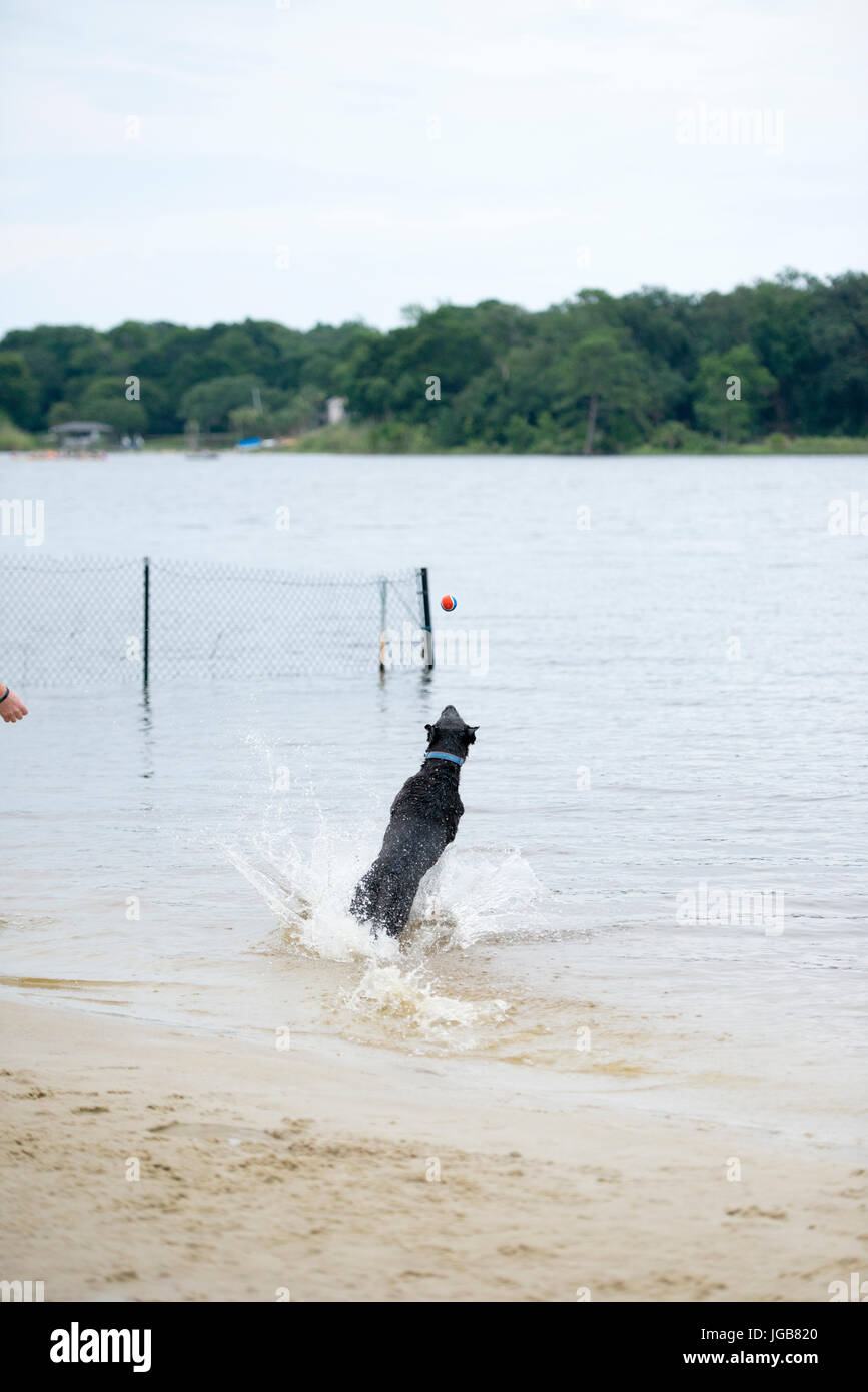 Black Labrador dog chasing a tennis ball in the water Stock Photo - Alamy