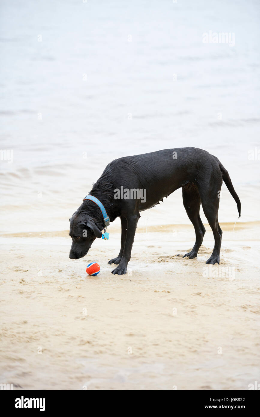 Black Labrador Dog playing with a tennis ball and swimming in the wter ...