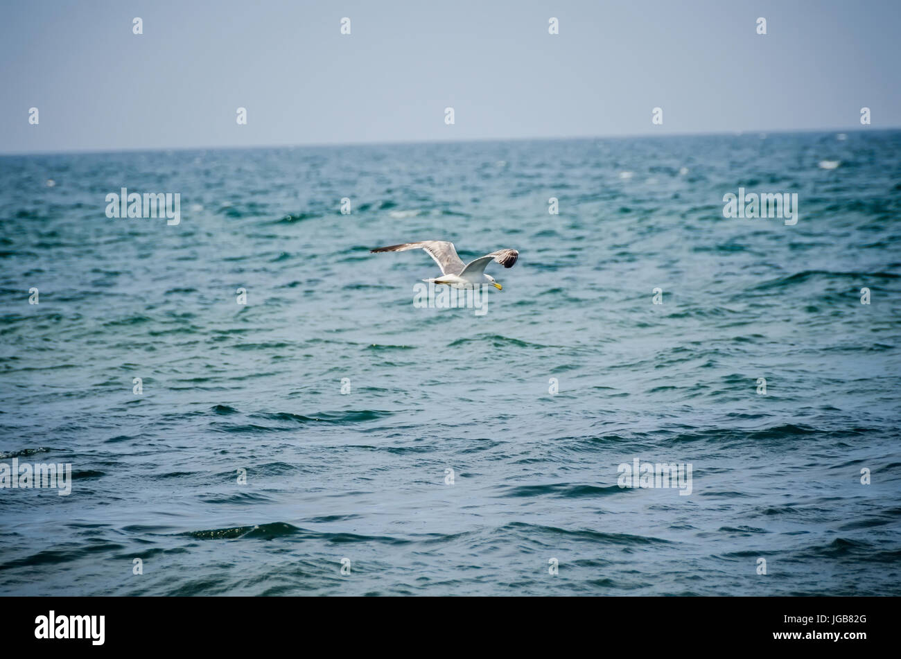 Colored seagull in the blue sky, open eye, close up Stock Photo - Alamy