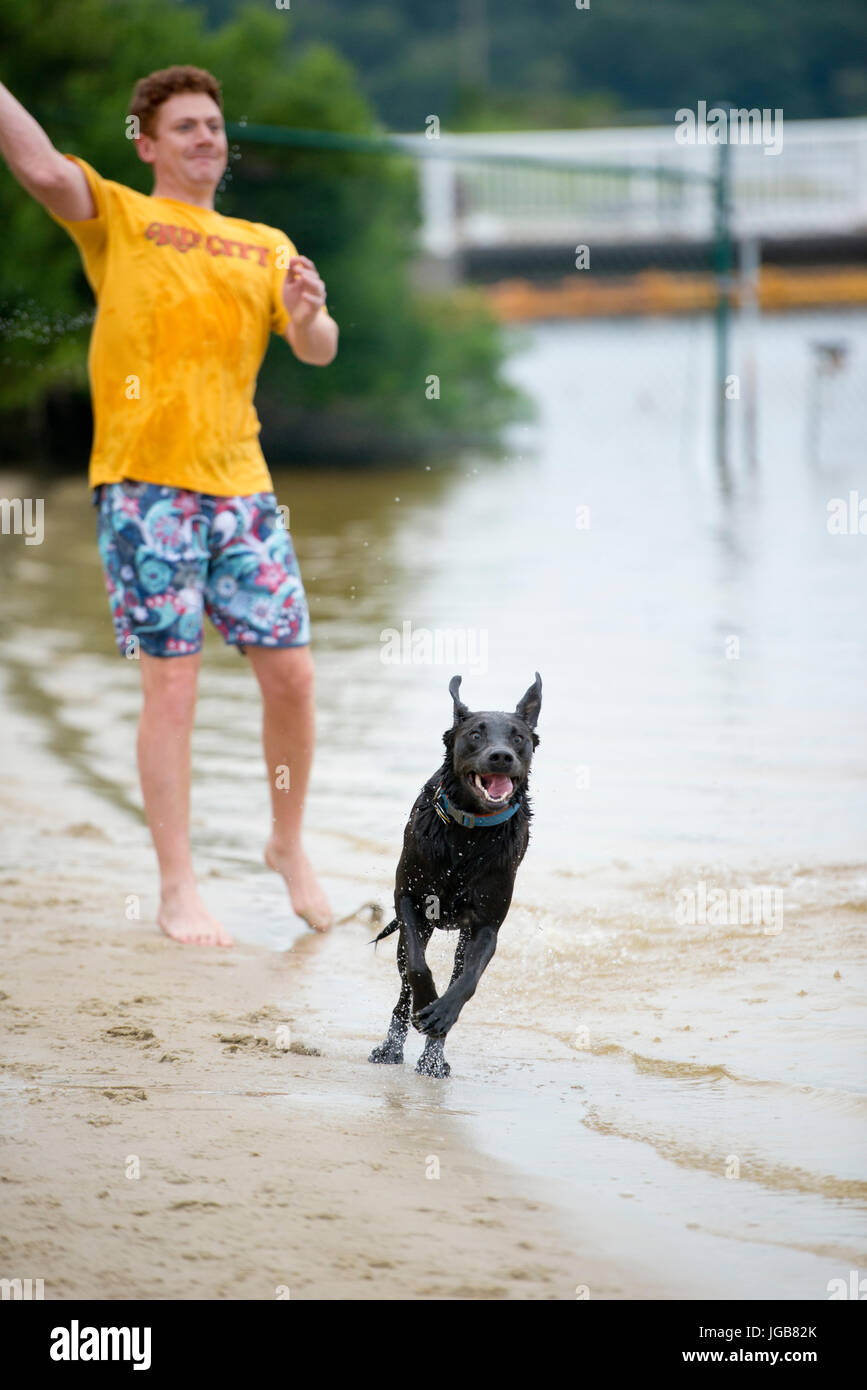 Black Labrador dog chasing a tennis ball on the shoreline that her ...