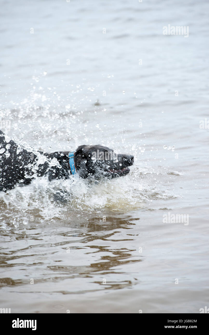 Black Labrador swimming and splashing in the water Stock Photo - Alamy