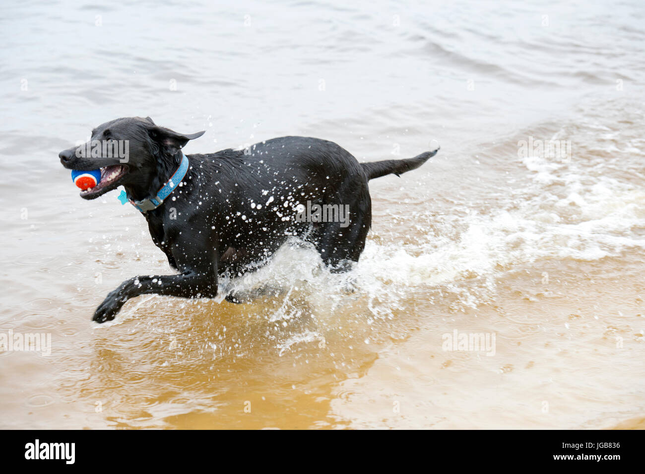Black Labrador dog running, swimming and splashing in the water with a ...