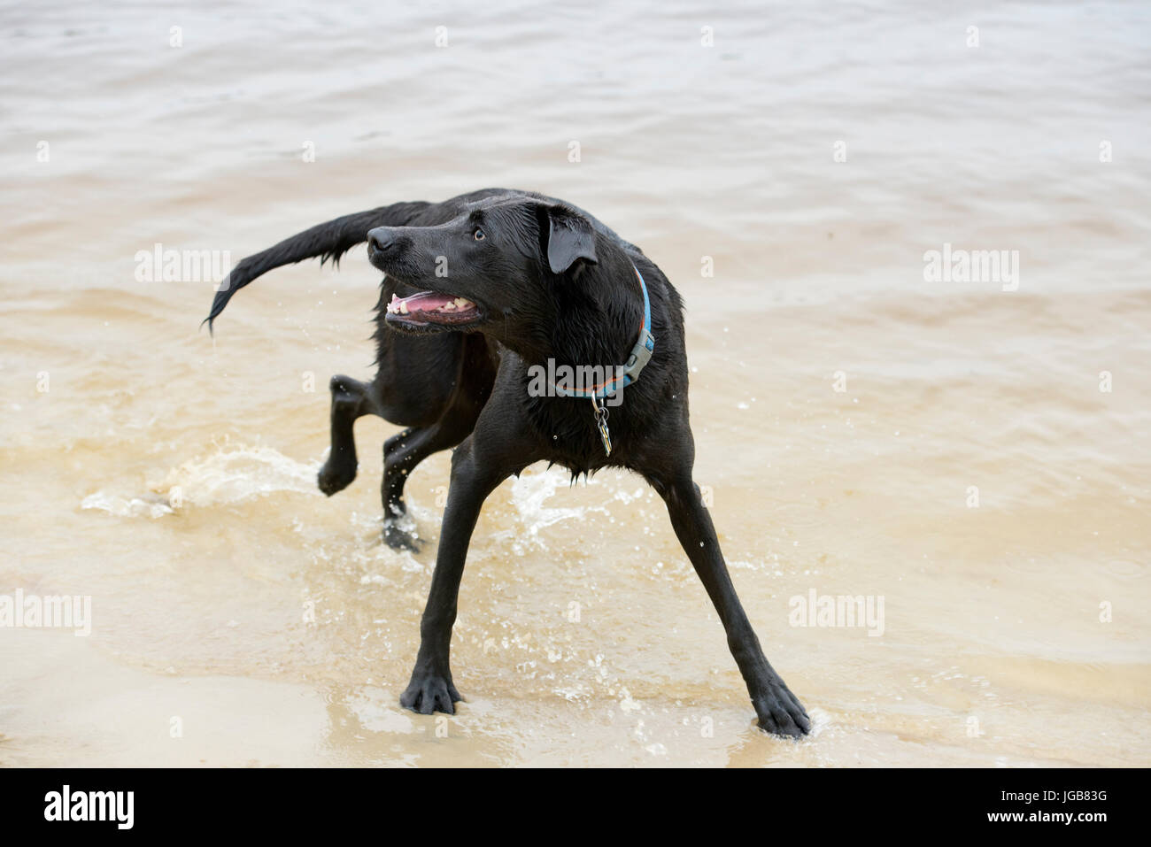 Black labrador with toy hi-res stock photography and images - Alamy