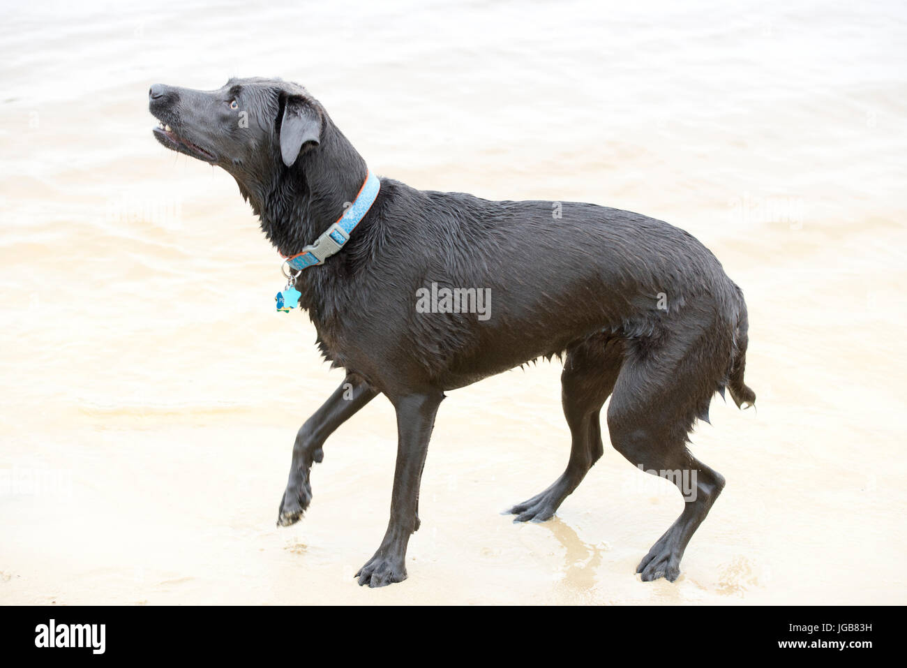 Black lab jumping into water hi-res stock photography and images - Alamy