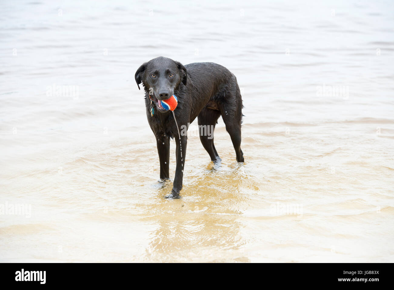 Black lab playing fetch High Resolution Stock Photography and Images ...