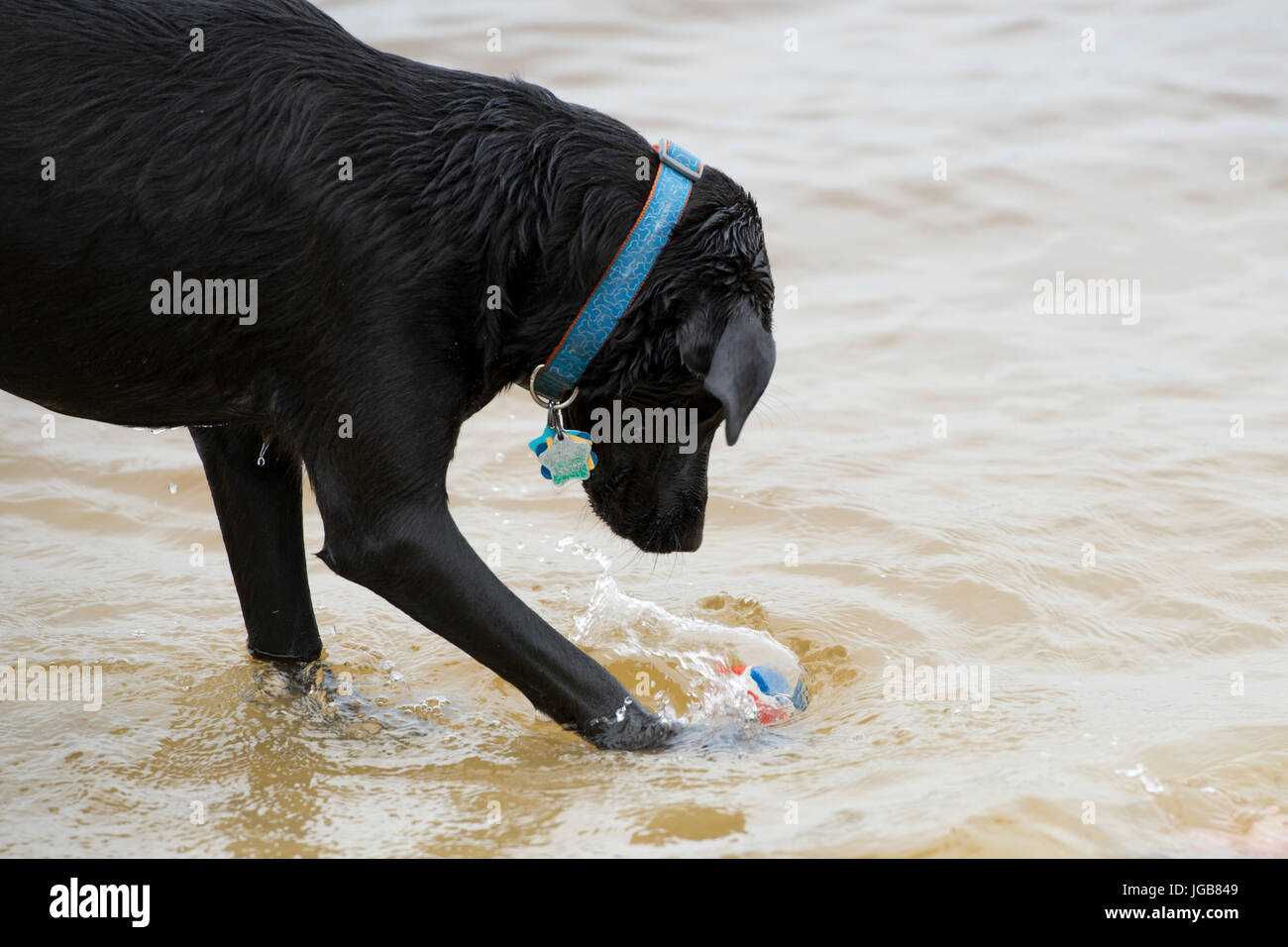 Black Labrador Dog playing with a tennis ball and swimming in the wter ...