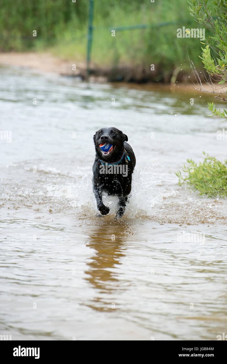 Black Labrador dog with a tennis ball splashing in the water Stock ...