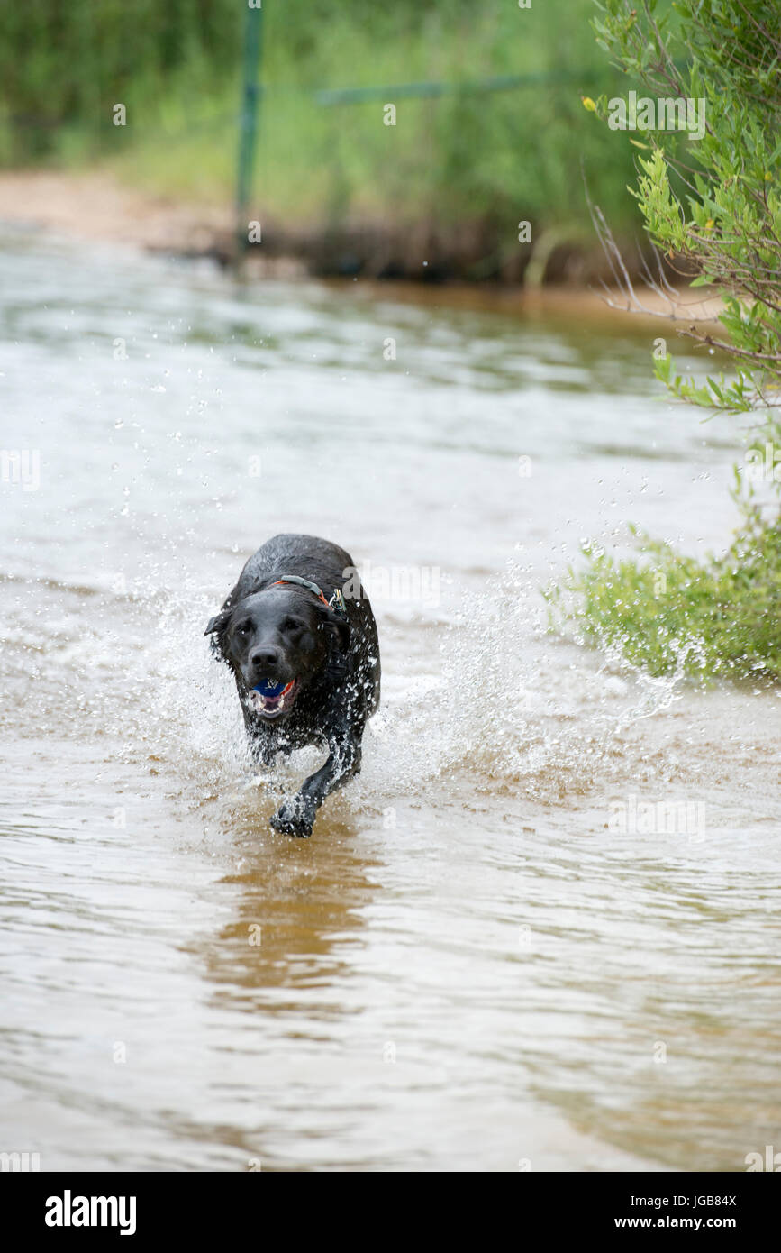 Black Labrador dog with a tennis ball splashing in the water Stock ...
