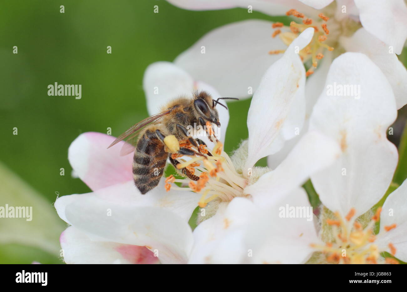 Honey bee (apis mellifera) collecting nectar from the spring blossom of ...