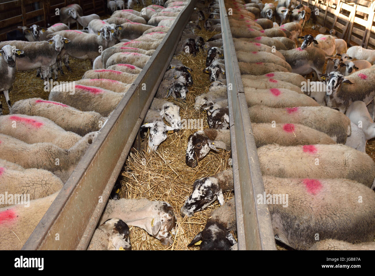 Sheep eating on a farm Stock Photo - Alamy