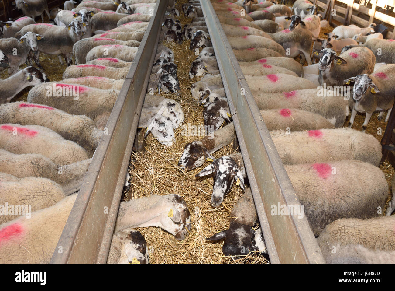 Sheep eating on a farm Stock Photo - Alamy