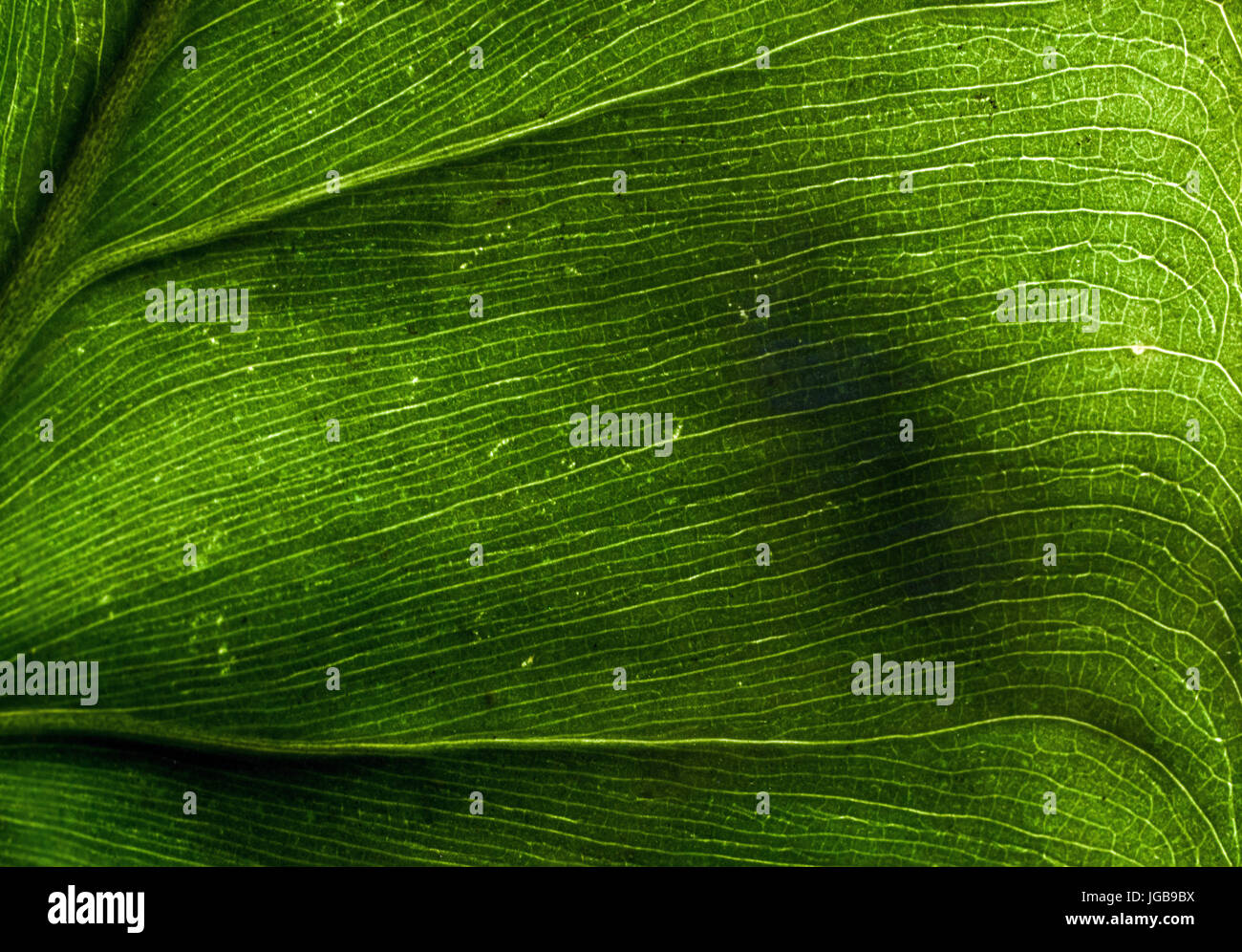 Vertical leaf pattern hi-res stock photography and images - Alamy