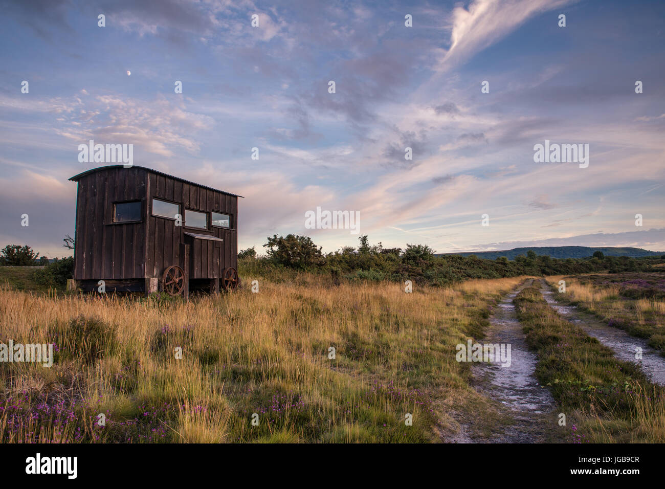 Heath bird hi-res stock photography and images - Alamy