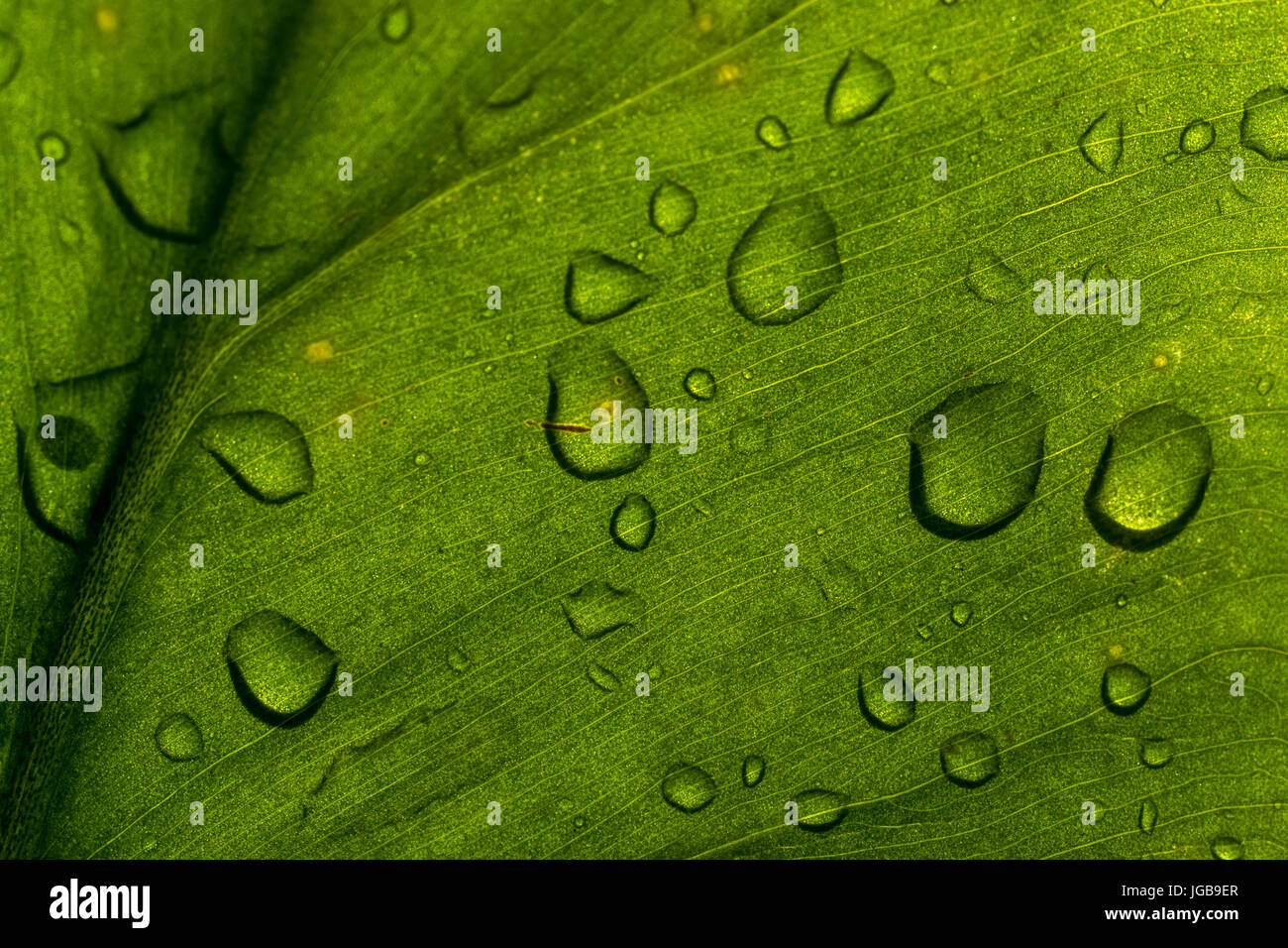 Deep green color plant leaf texture closeup, with small rain water ...