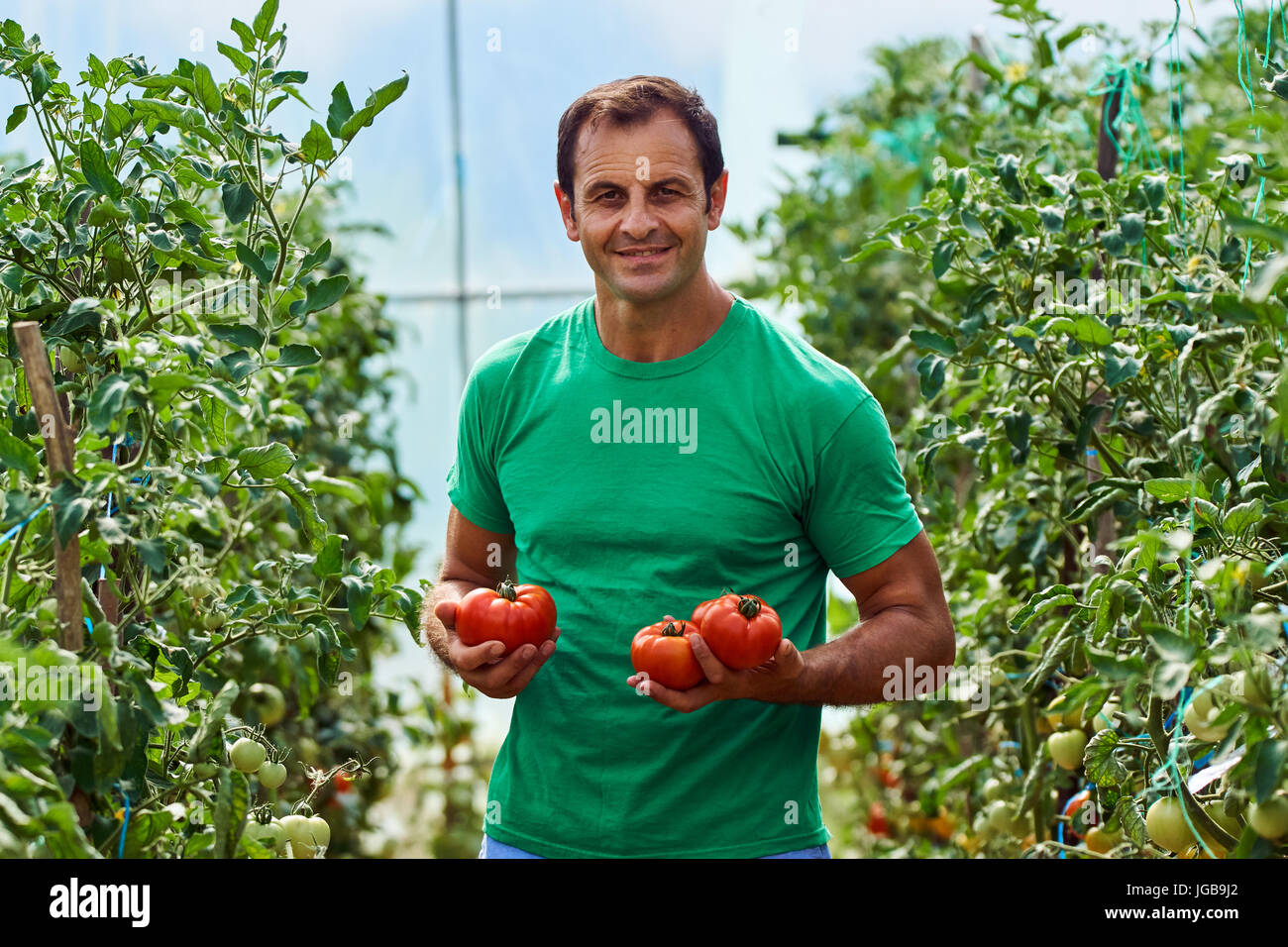 Caucasian farmer picking fresh tomatoes from his hothouse garden Stock Photo - Alamy