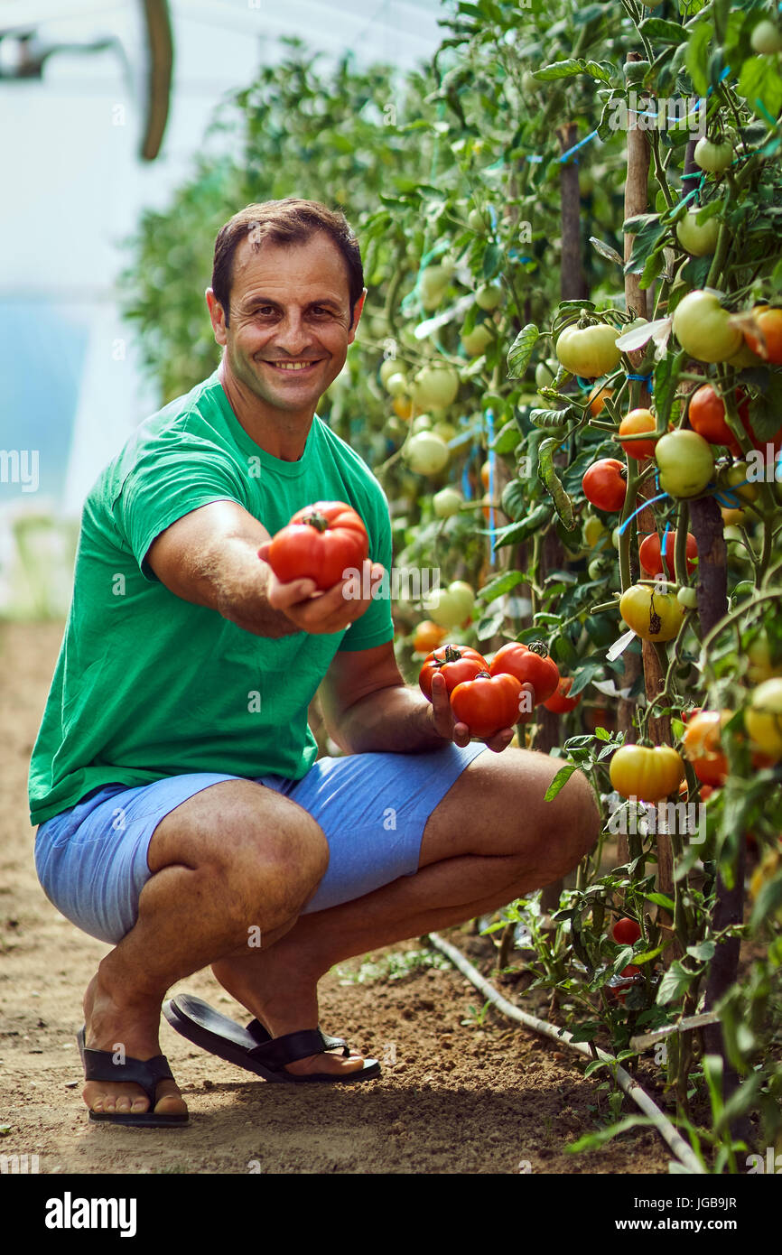 Caucasian farmer picking fresh tomatoes from his hothouse garden Stock Photo - Alamy