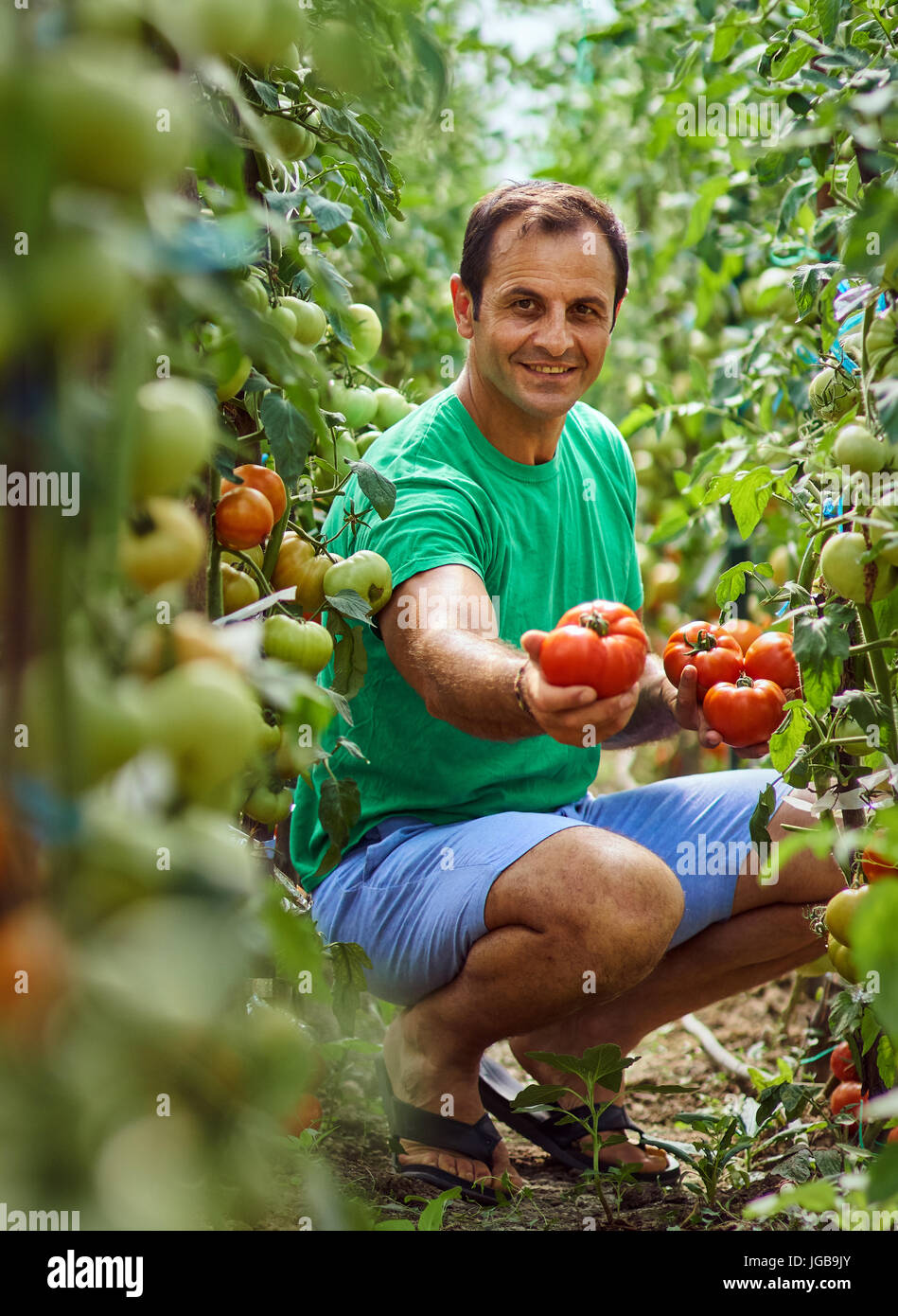 Caucasian farmer picking fresh tomatoes from his hothouse garden Stock Photo - Alamy