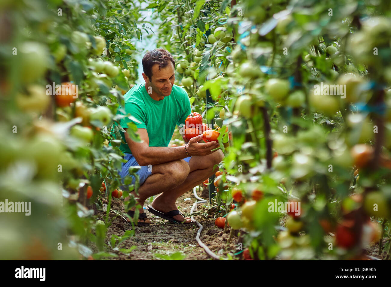 Caucasian farmer picking fresh tomatoes from his hothouse garden Stock Photo - Alamy