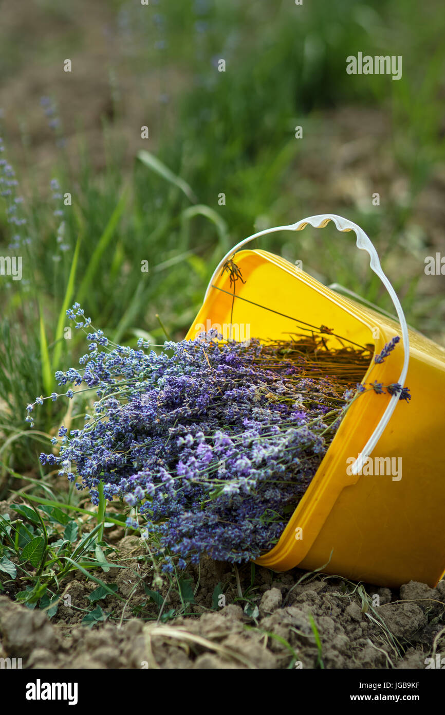 Lavender in bucket hi-res stock photography and images - Alamy