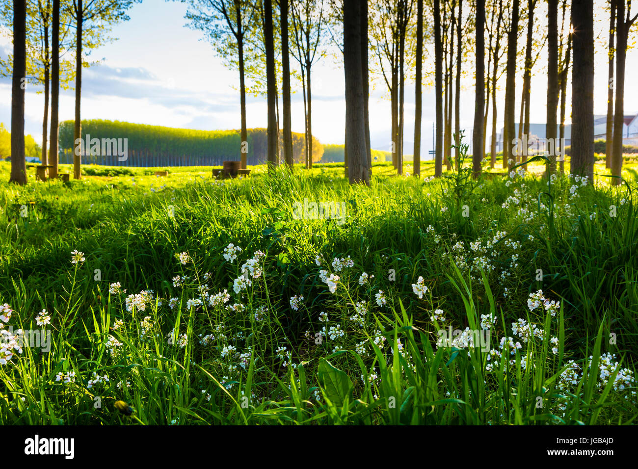 Populus grove hi-res stock photography and images - Alamy