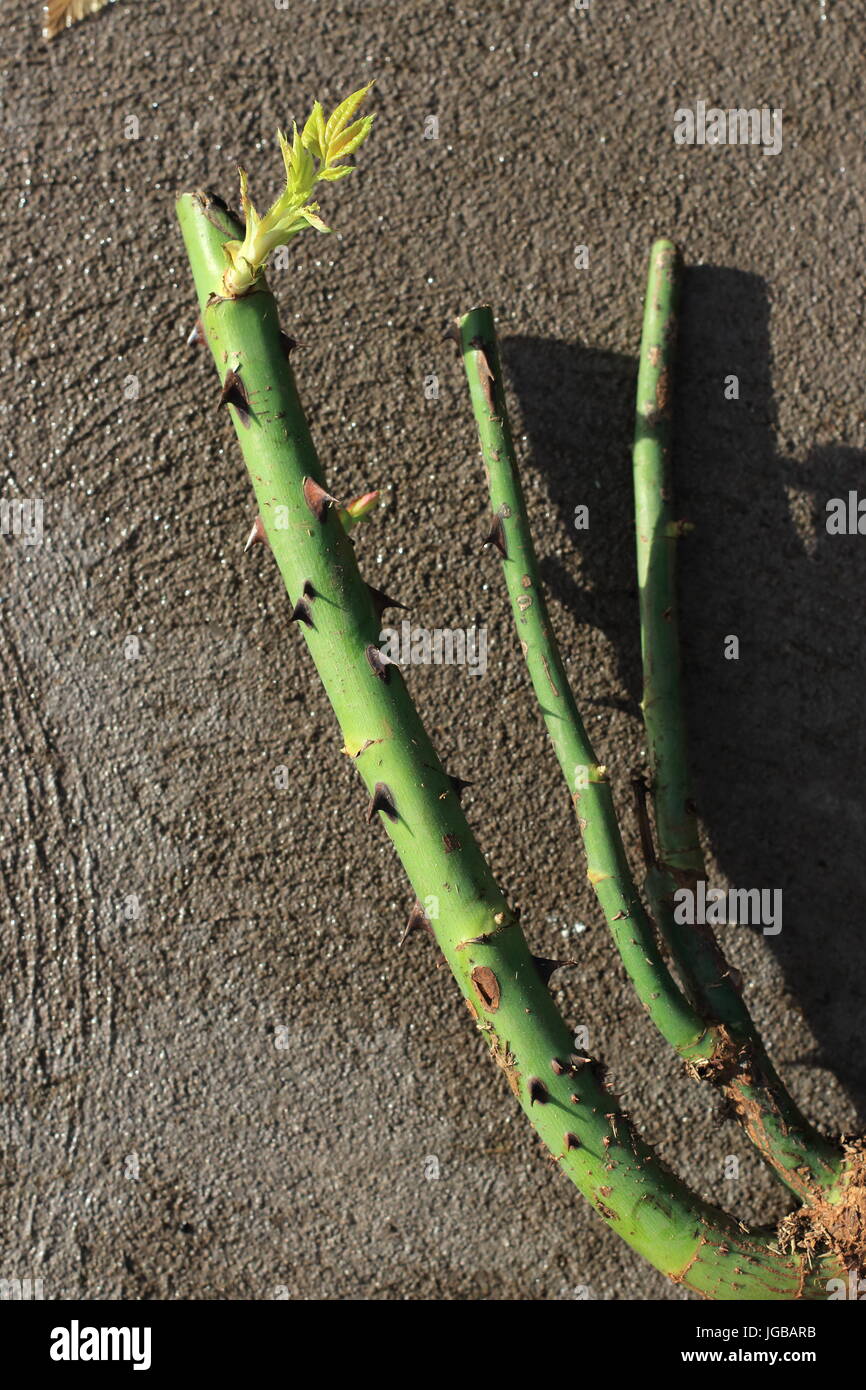 Rose stem cuttings hi-res stock photography and images - Alamy