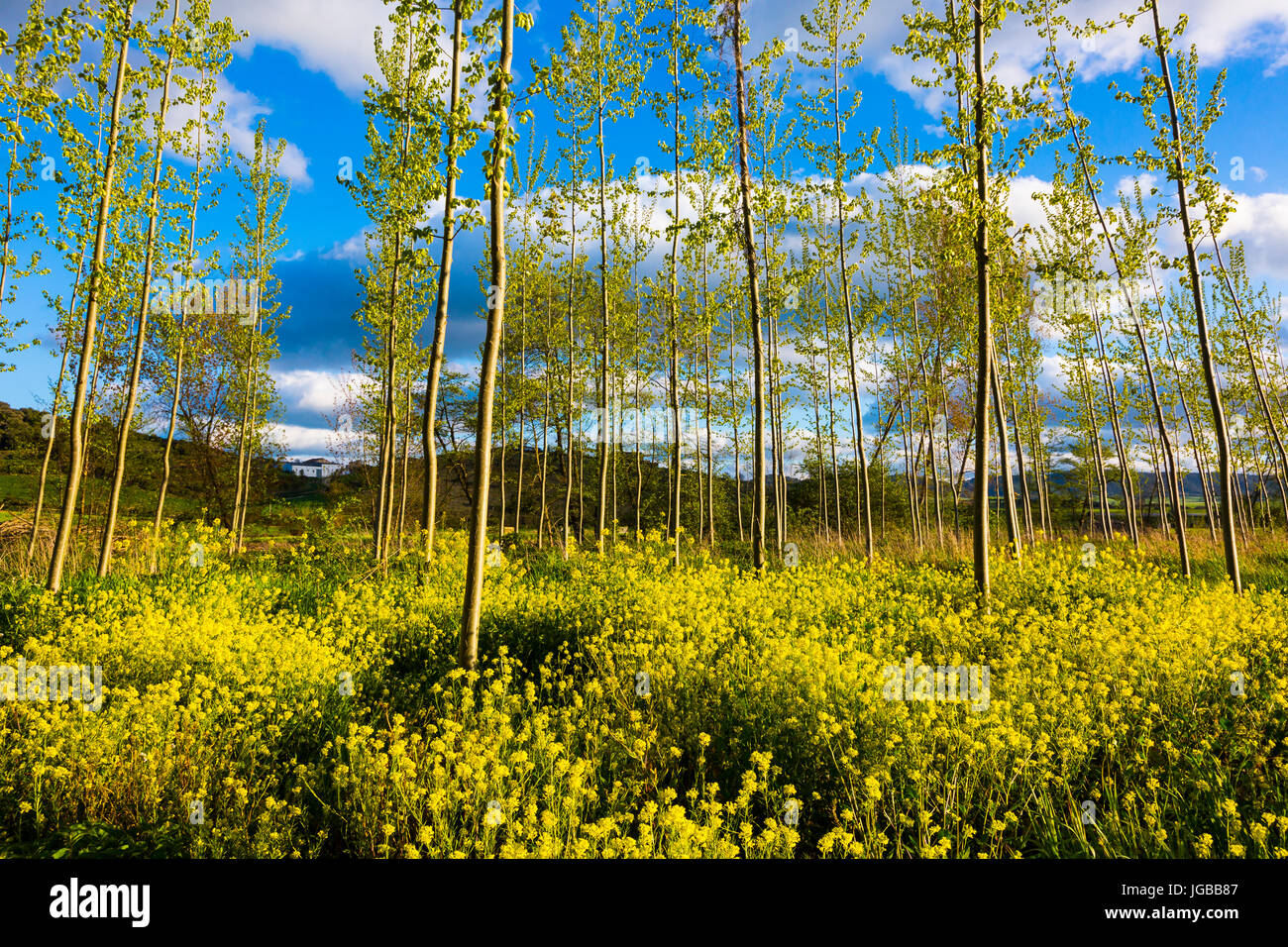 Populus grove hi-res stock photography and images - Alamy