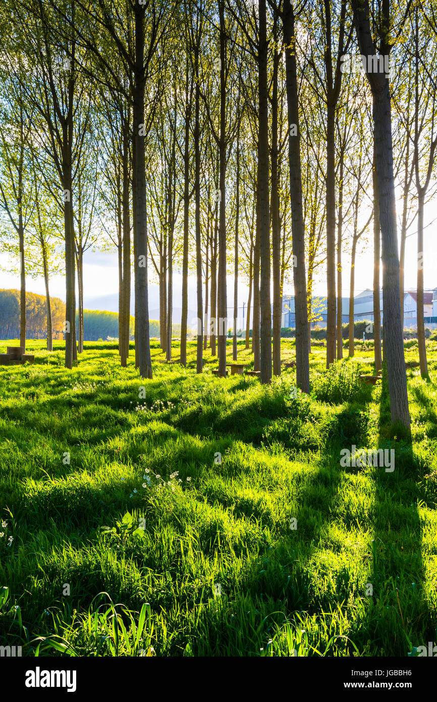 Populus grove hi-res stock photography and images - Alamy