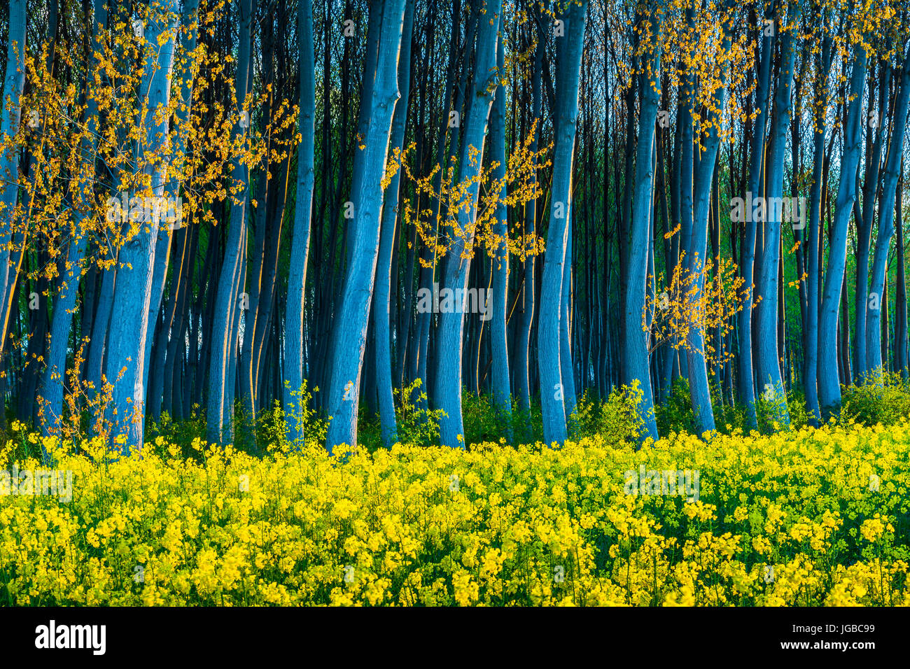 Rapeseed crop (Brassica napus) and poplar (Populus sp.) grove Stock ...
