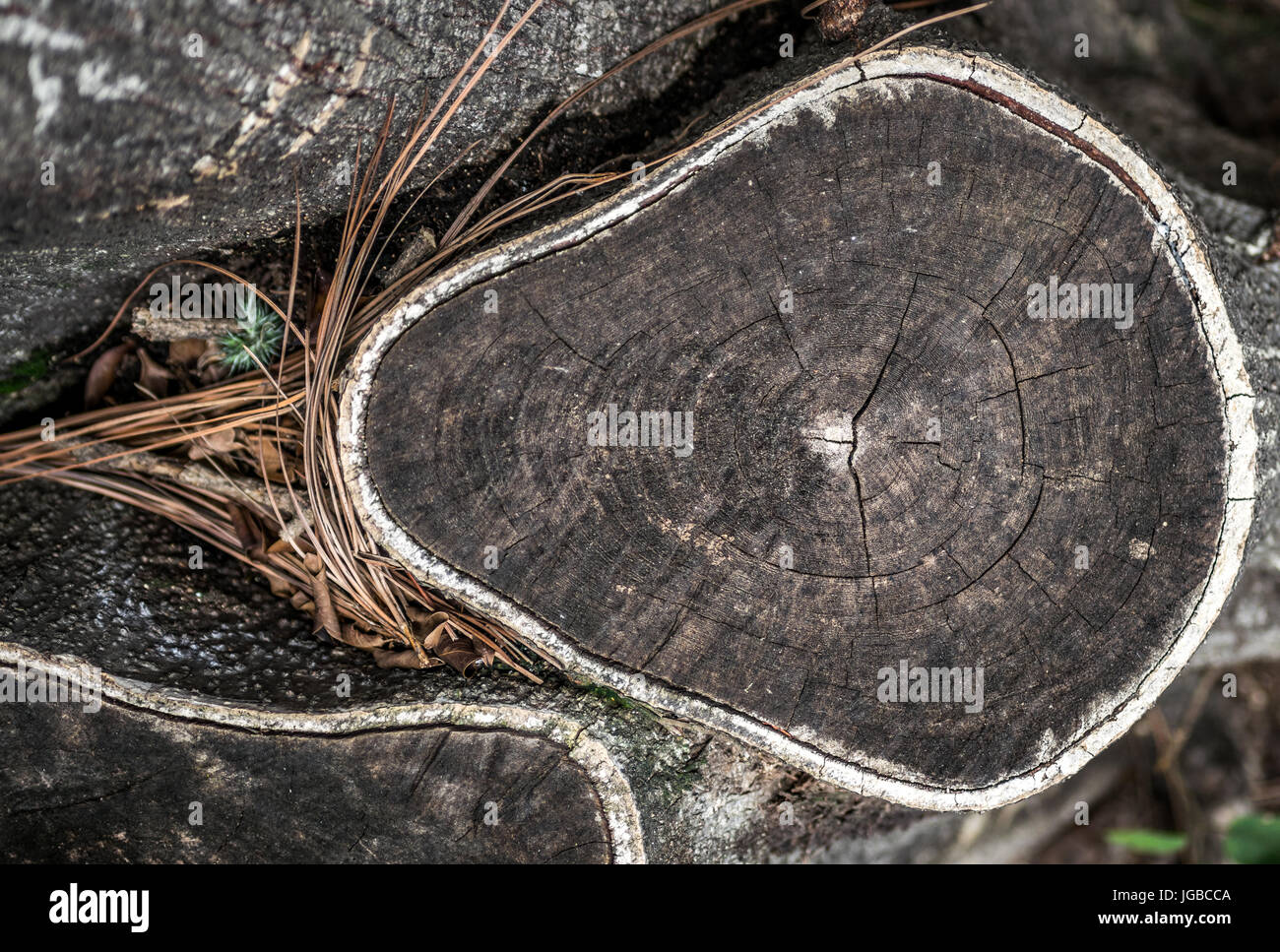 Cut dark tree trunk, with wooden details showing, in a forest Stock ...