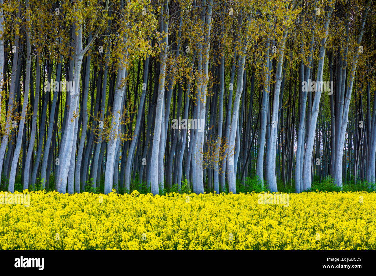 Rapeseed crop (Brassica napus) and poplar (Populus sp.) grove Stock ...