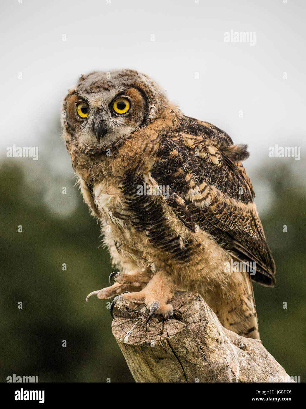 Great gray owl ear hi-res stock photography and images - Alamy