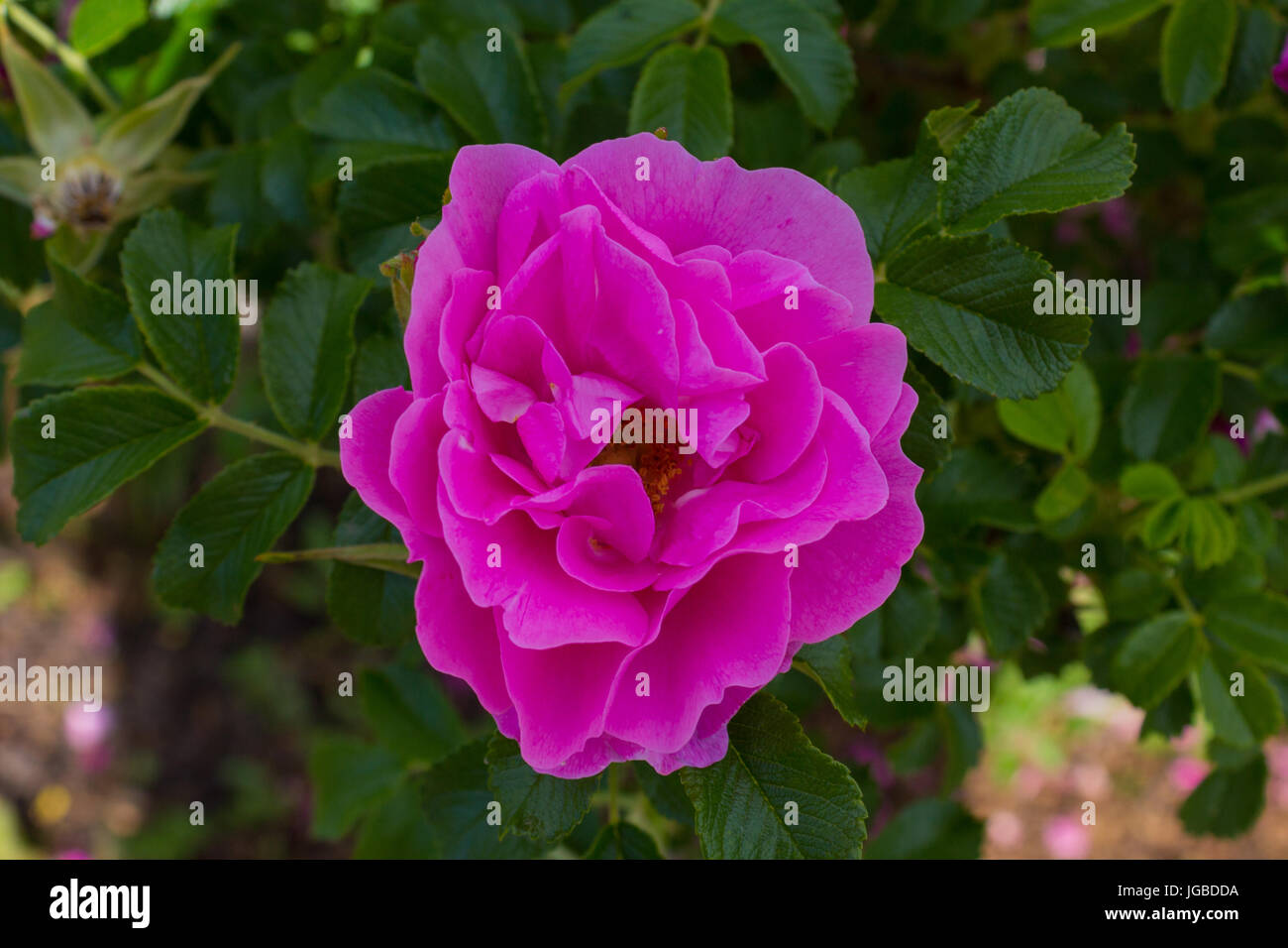Blooming Pink Flower Stock Photo - Alamy