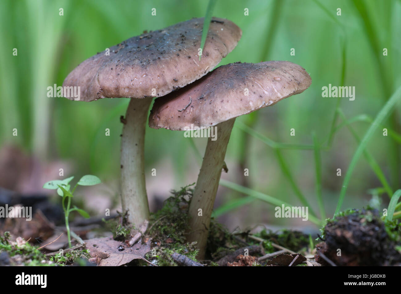 Deer Mushroom (Pluteus cervinus) in a grass, close up Stock Photo - Alamy