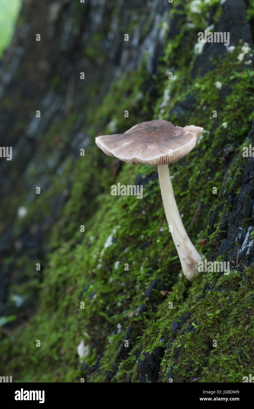 Deer mushroom hi-res stock photography and images - Alamy