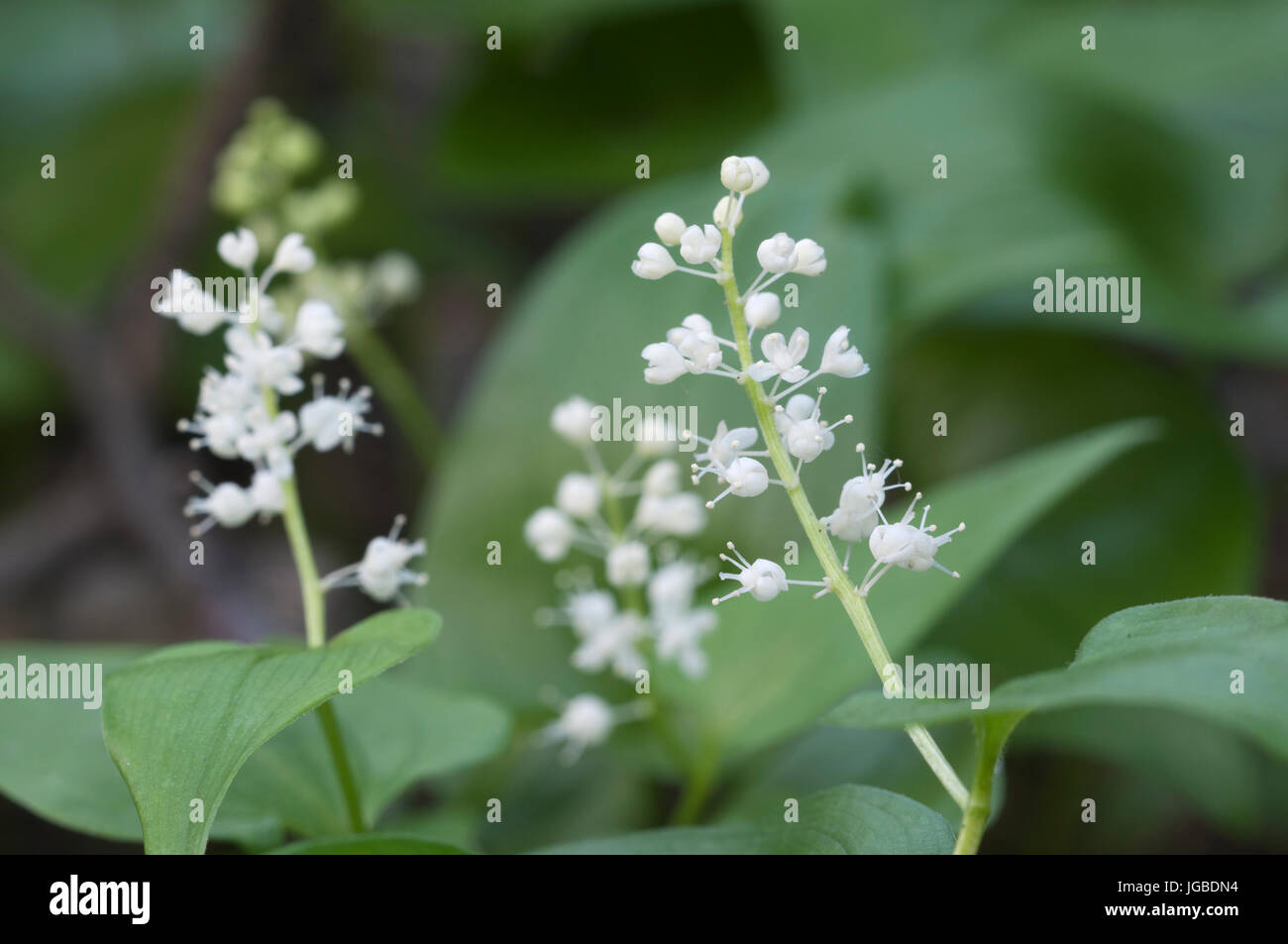 May lily maianthemum bifolium hi-res stock photography and images - Alamy