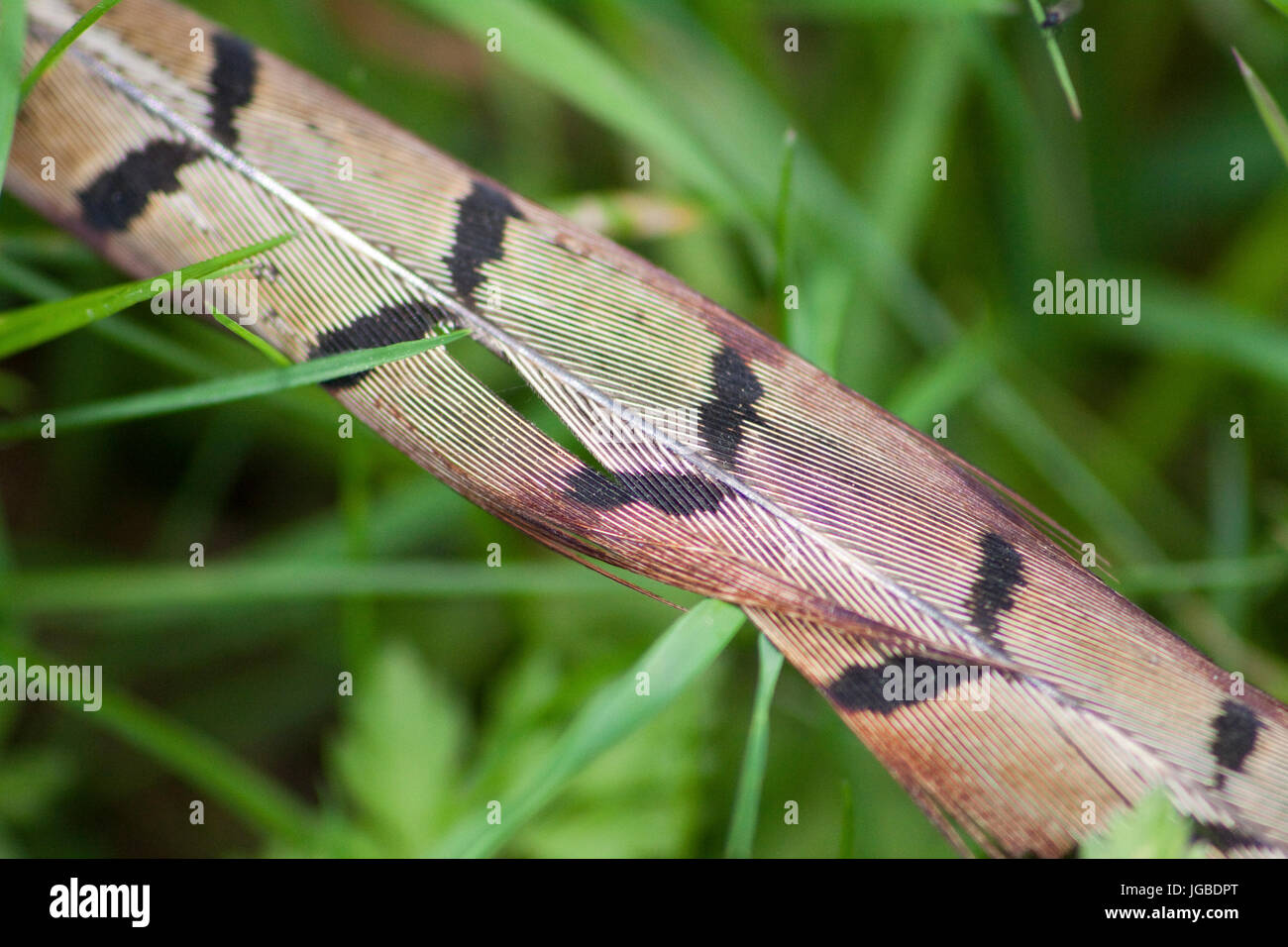 Waterproofing feather hi-res stock photography and images - Alamy