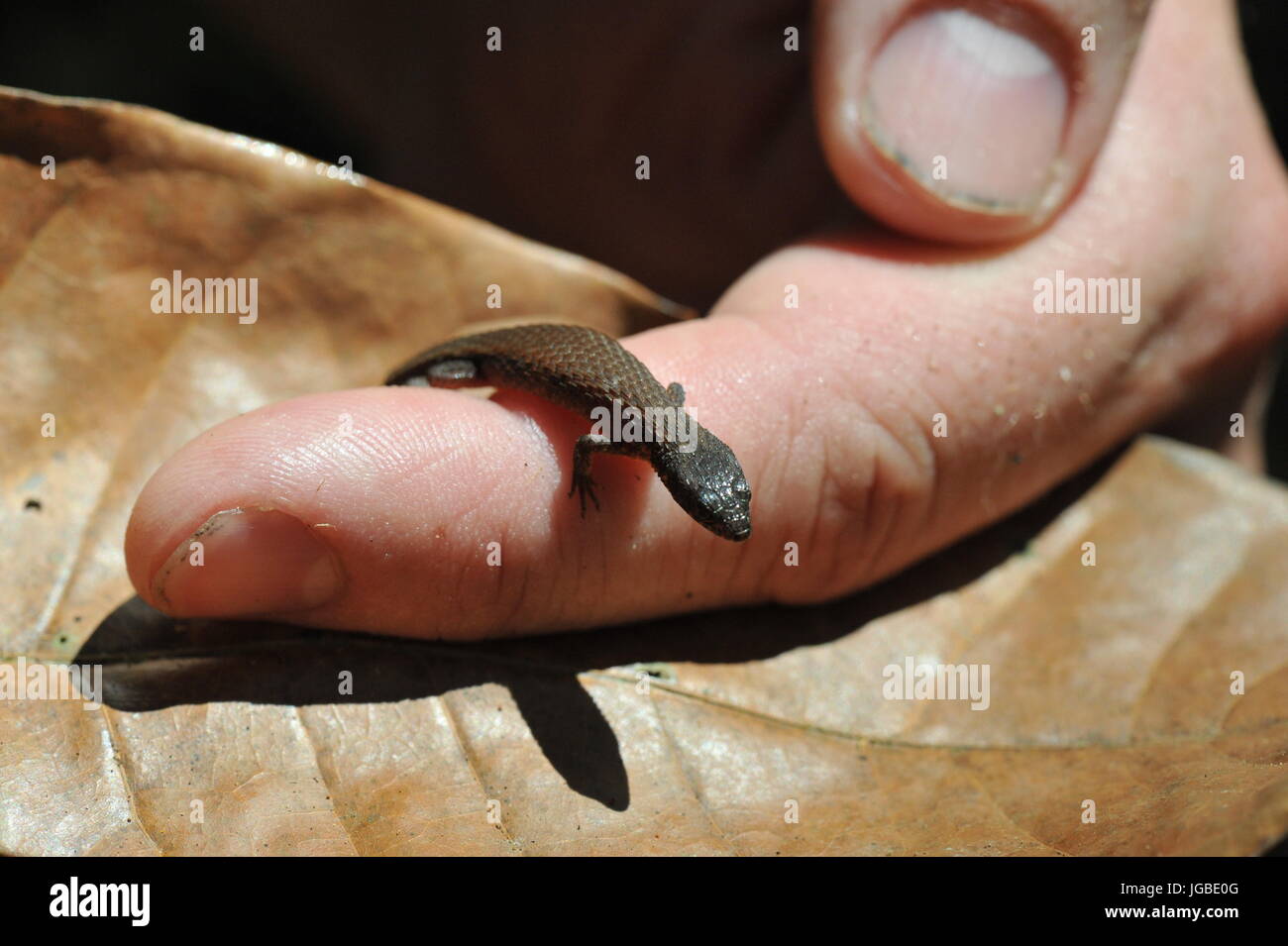 Small brown gecko on finger hand Stock Photo - Alamy