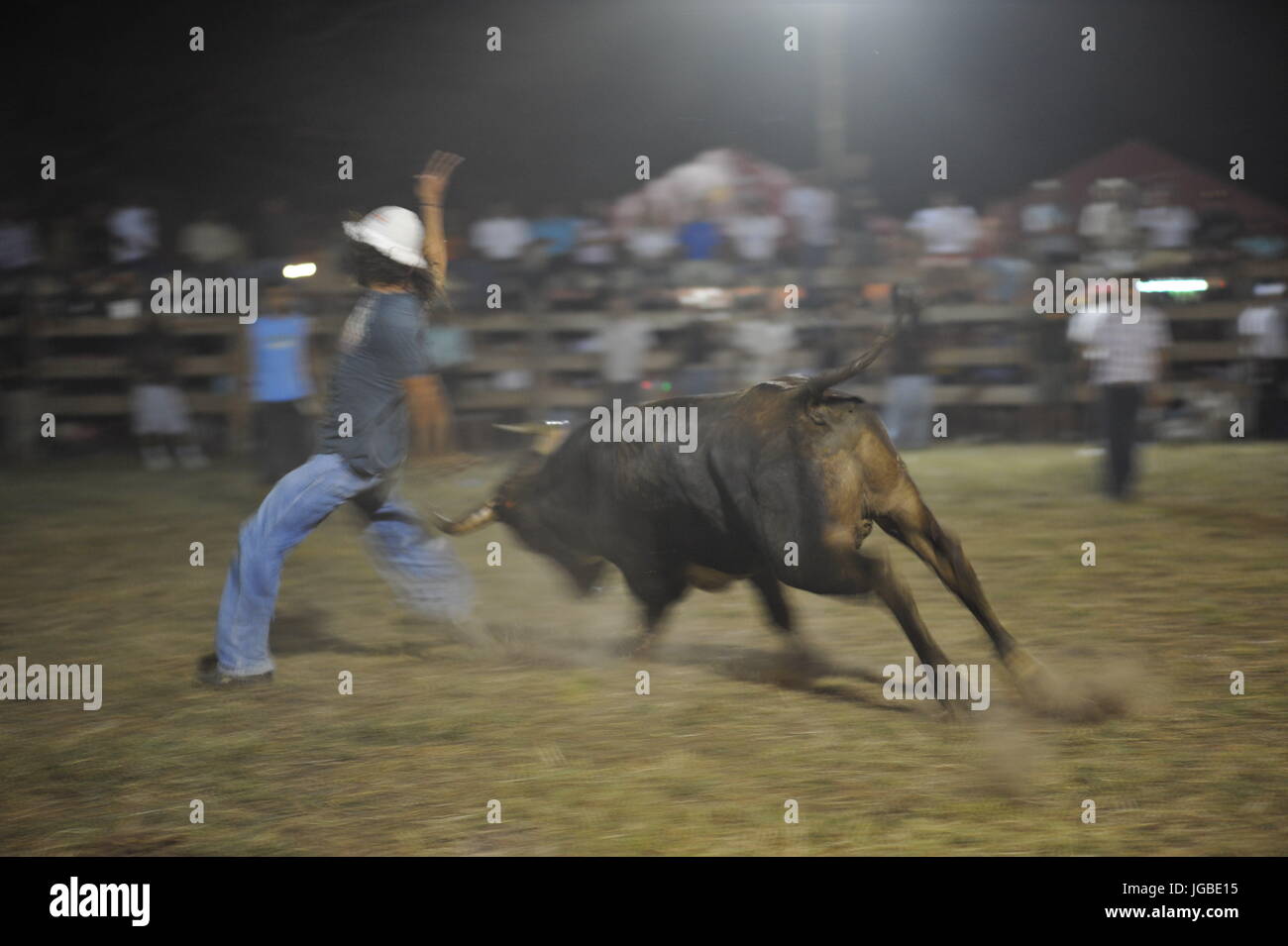 Man chased by bull during the bull festival in Nicoya, Costa Rica Stock ...