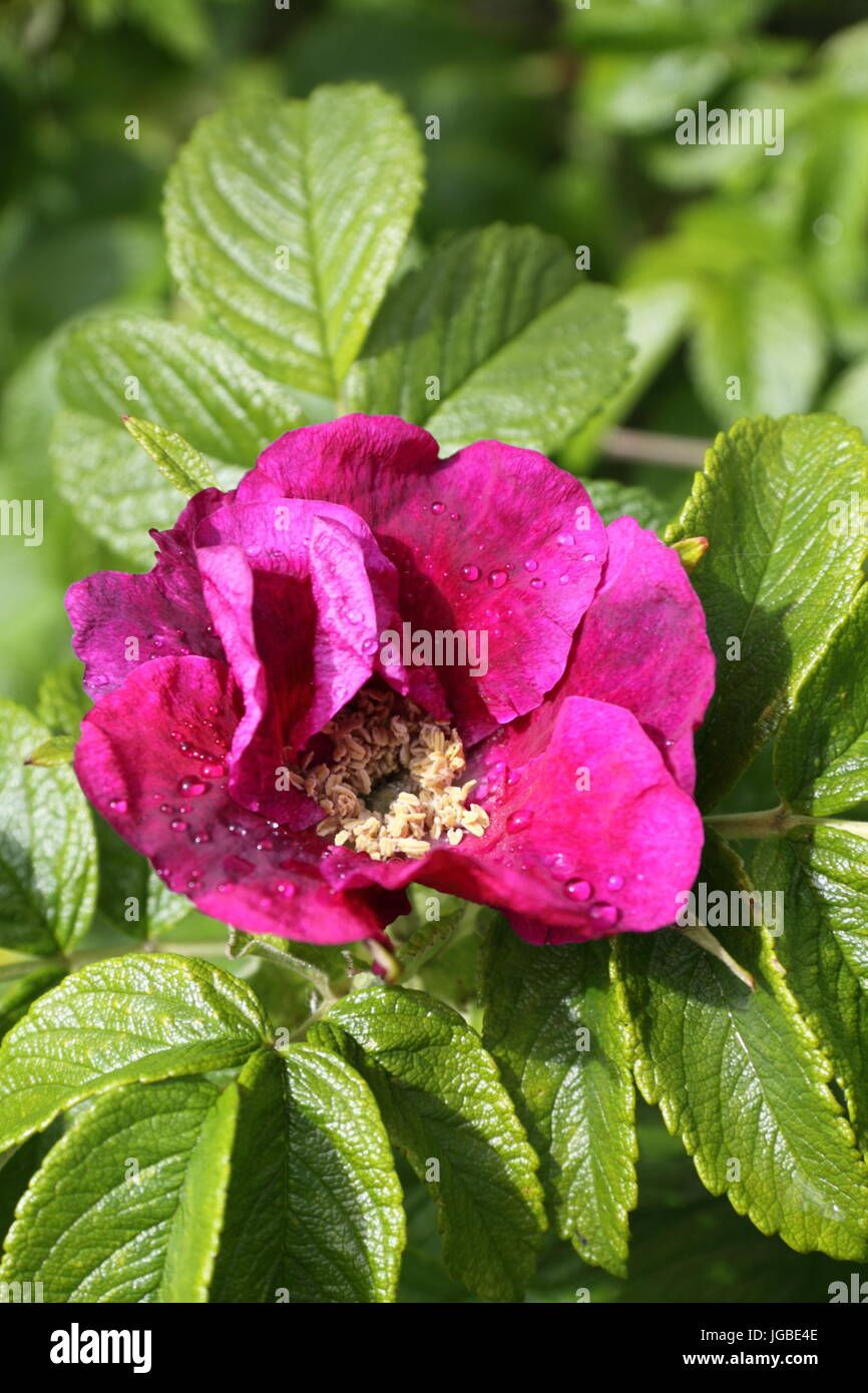 dog rose in the garden Stock Photo - Alamy