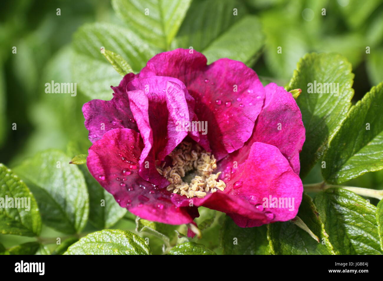 dog rose in the garden Stock Photo - Alamy