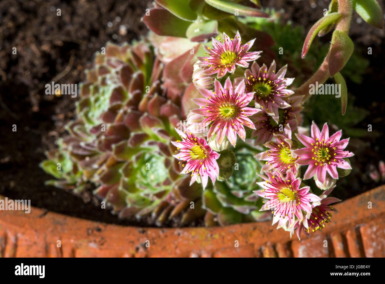 Sempervivum Hen and Chicks Houseleeks succulent plant in flower Stock ...