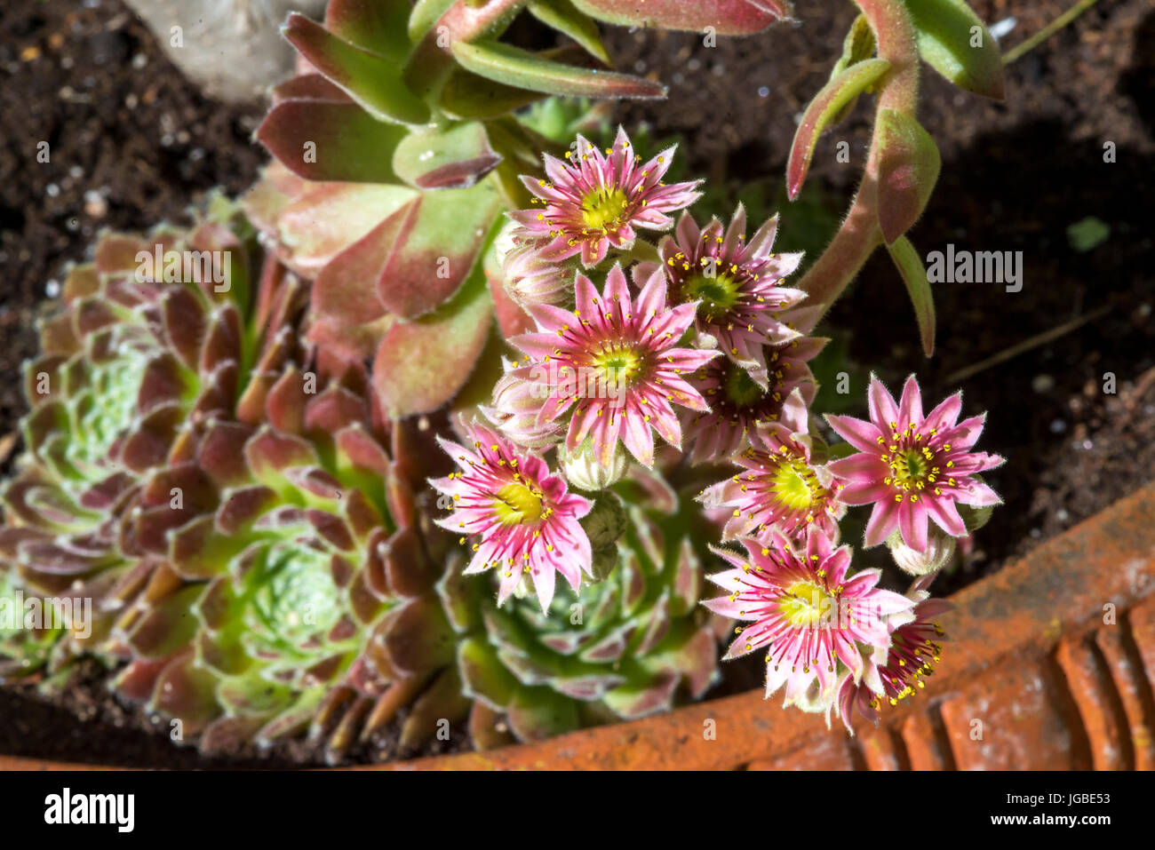 Sempervivum hi-res stock photography and images - Alamy